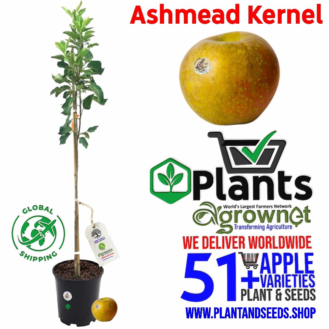 Buy Ashmead's Kernel Apple Plants Online from Agrownet