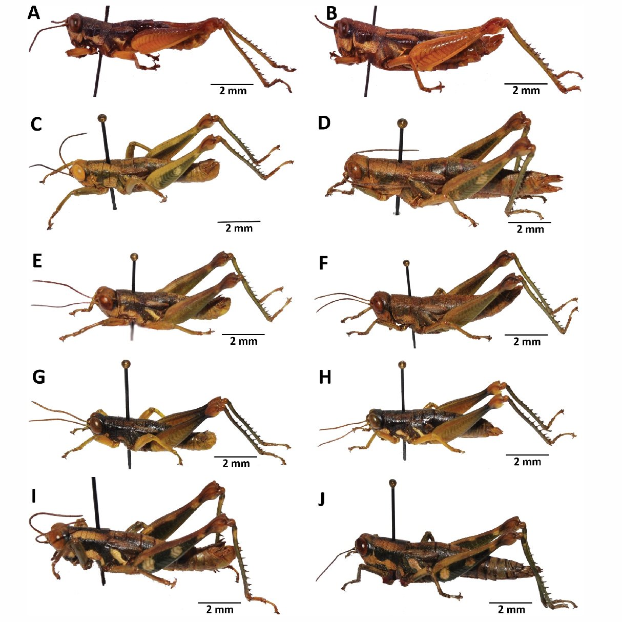 Grasshopper Types Agrownet™grasshoppers guide: All types of ...
