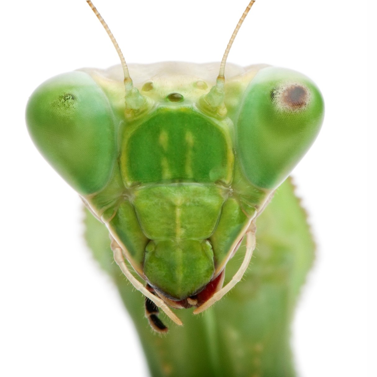 Grasshopper Under a Microscope:Agrownet™ - A Detailed View of Its ...