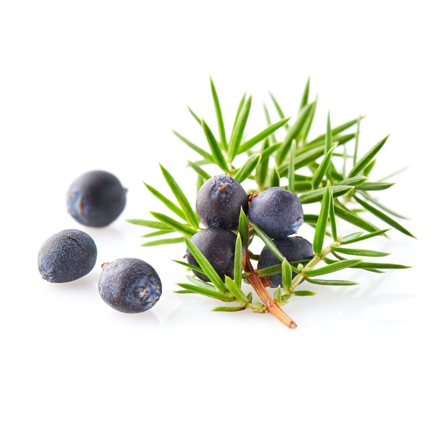 Juniper berry Cultivation | uniper berry farming and Juniper berry crop ...