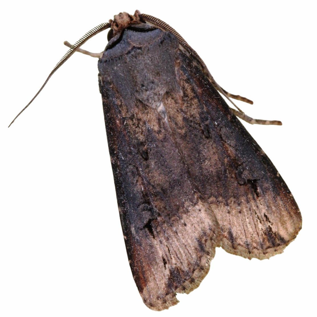 Understanding Cutworms: Identification, Impact, and Control