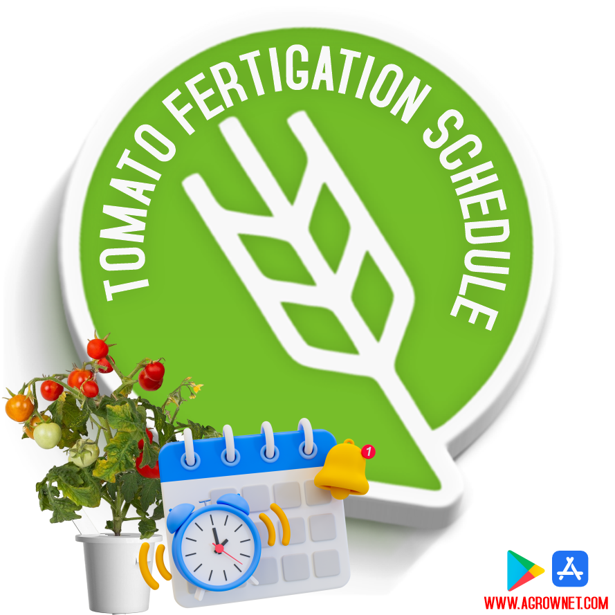 🗓️ Tomato Fertigation Schedule : Agrownet Comprehensive Guide to Tomato ...
