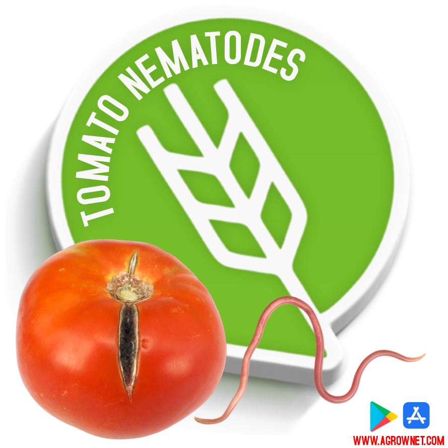 🪱 Tomato Nematodes