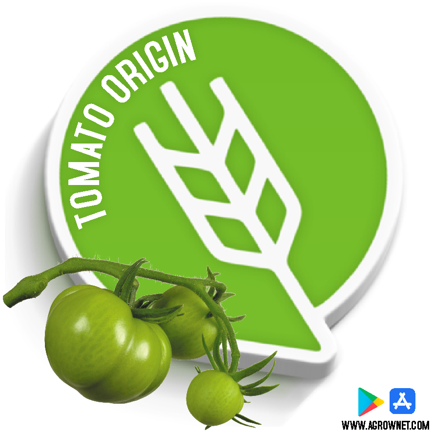 Tomato origin and history: AgrownetTale of Tomatoes: A Journey Through ...