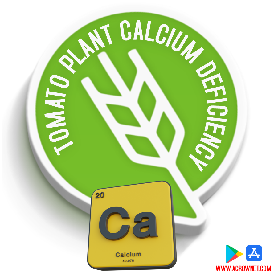 The Impact of Tomato Plant Calcium Deficiency on Tomato Plants: Causes ...