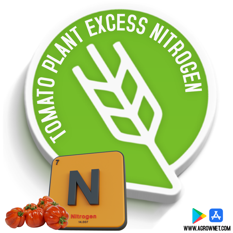 Tomato Plant Excess nitrogen : The Impact of Excess Nitrogen on Tomato ...