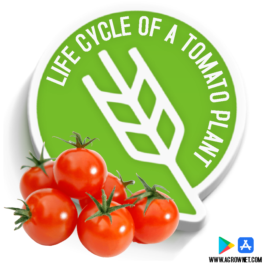 Tomato plant life cycle : From seed to fruit The Fascinating Journey of ...