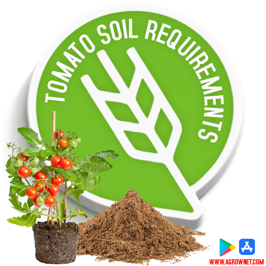 🟤 Tomato Soil requirements for Optimal Growth Agrownet Comprehensive ...