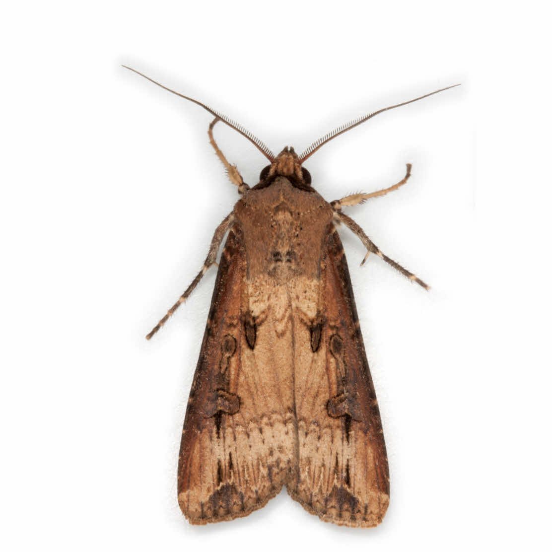 The Dark Sword-Grass: A Guide to This Enigmatic Moth