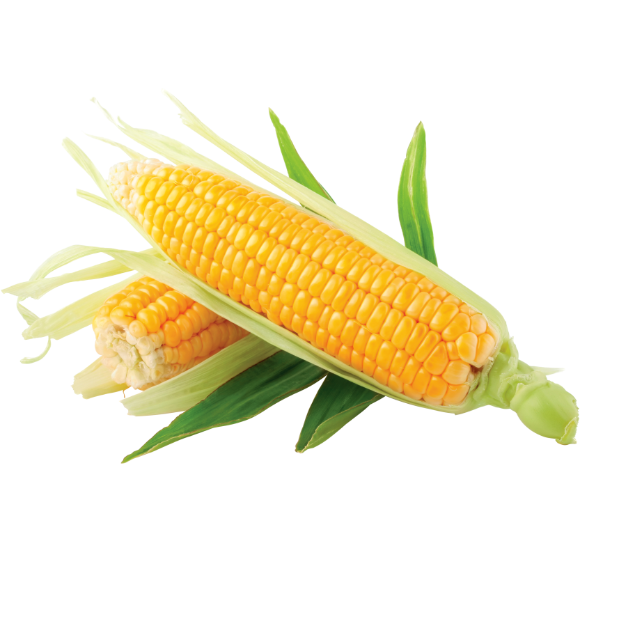 Maize cultivation | Maize crop management #Agrownet