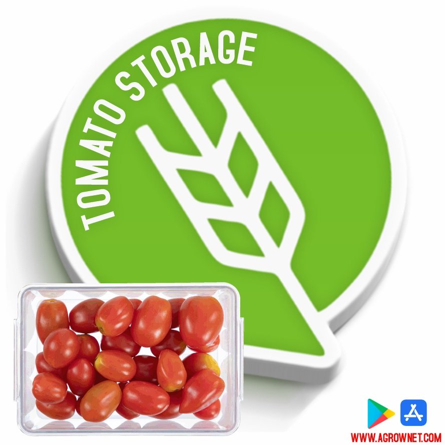 📦 Tomato Storage: The Art of Tomato Storage: Maximizing tomatro ...
